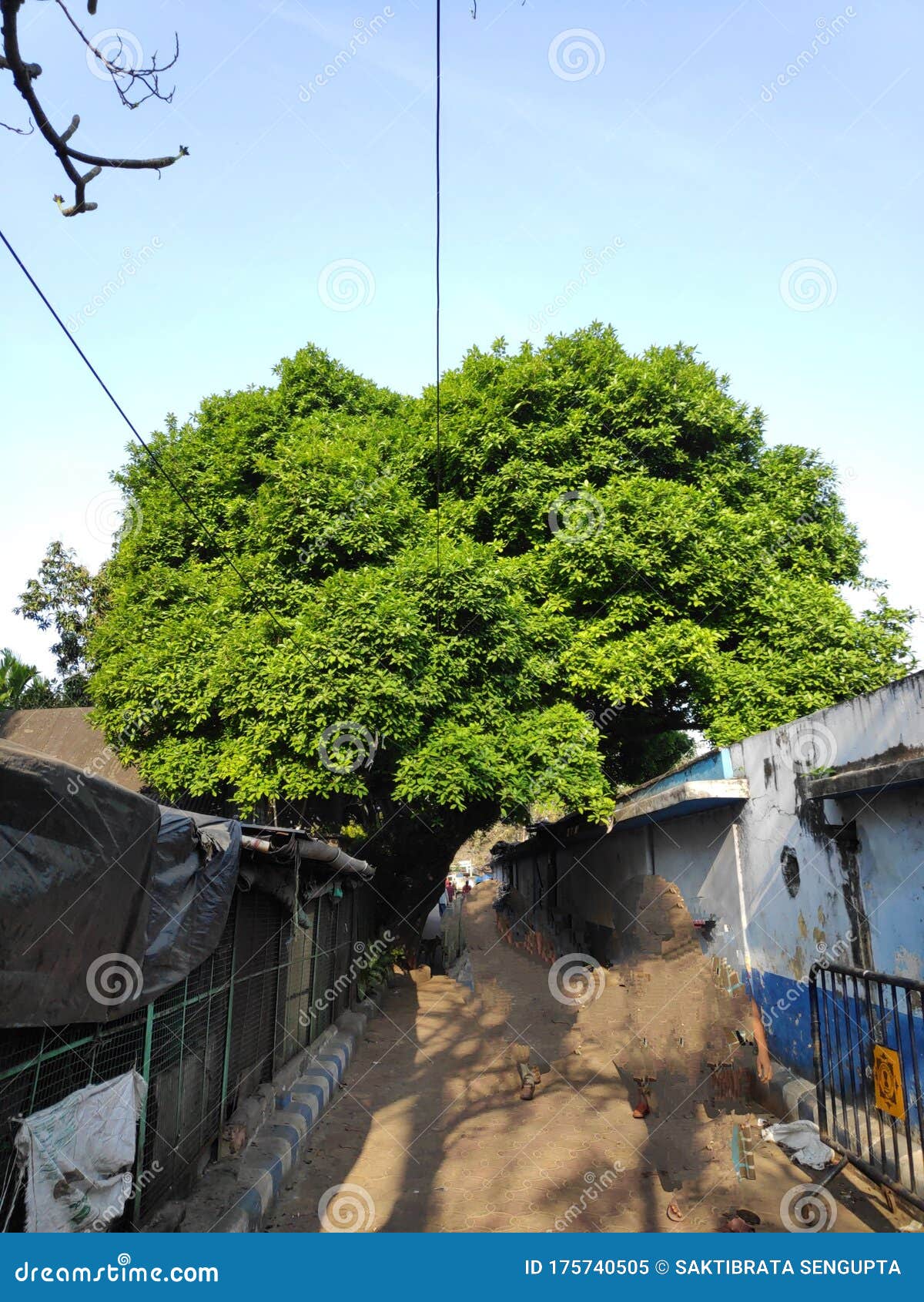 Green tree between a slum. stock image. Image of leaves - 175740505