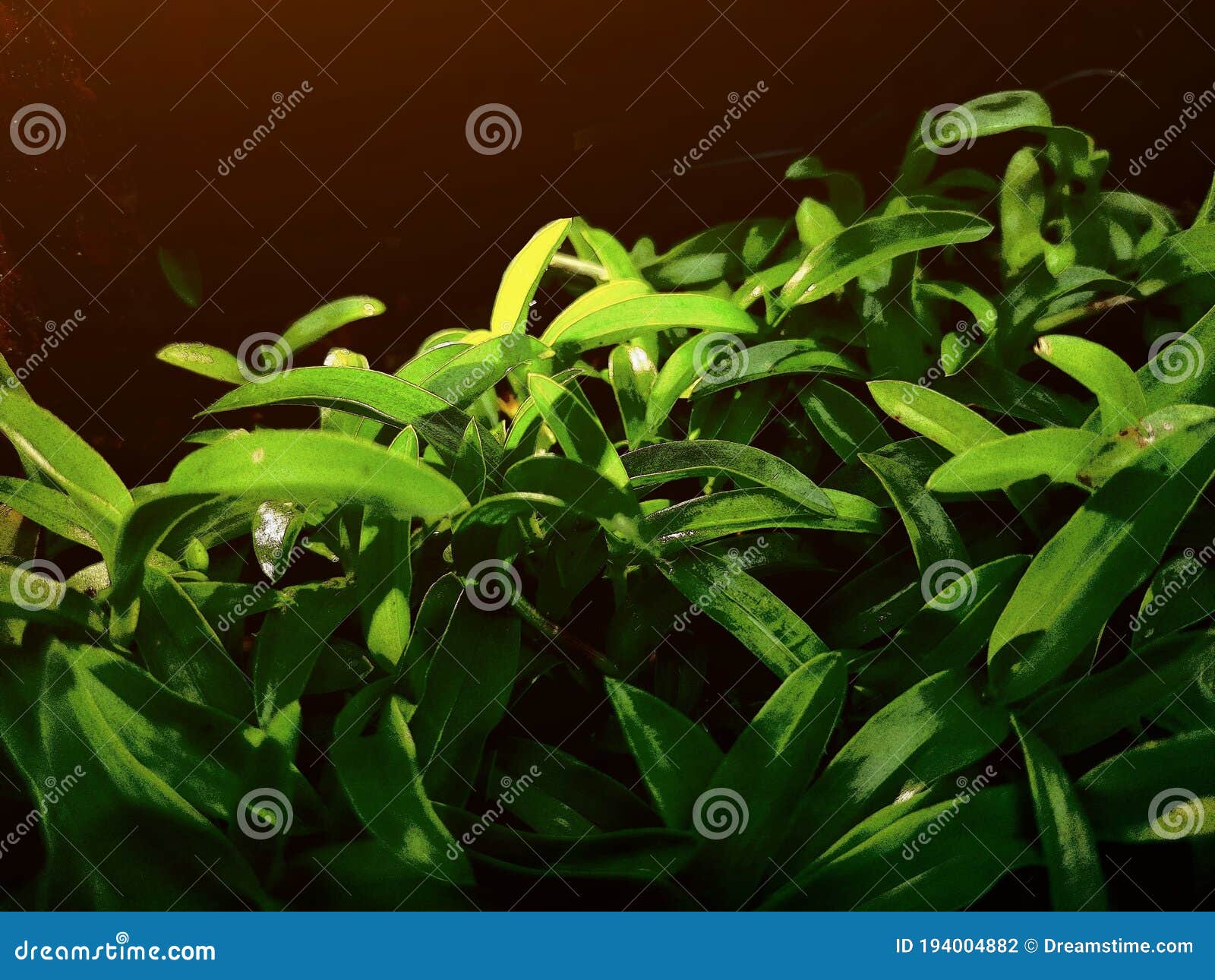 Green Tree with Small Leaves. Stock Photo - Image of beautiful, green ...