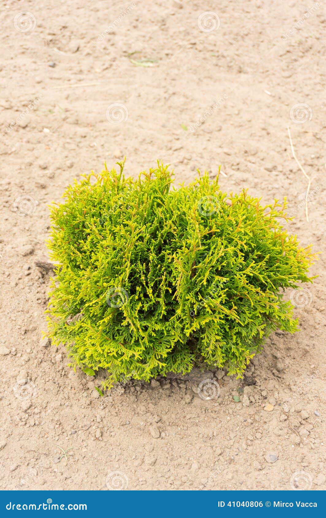 Green tree stock photo. Image of planted, nature, small - 41040806