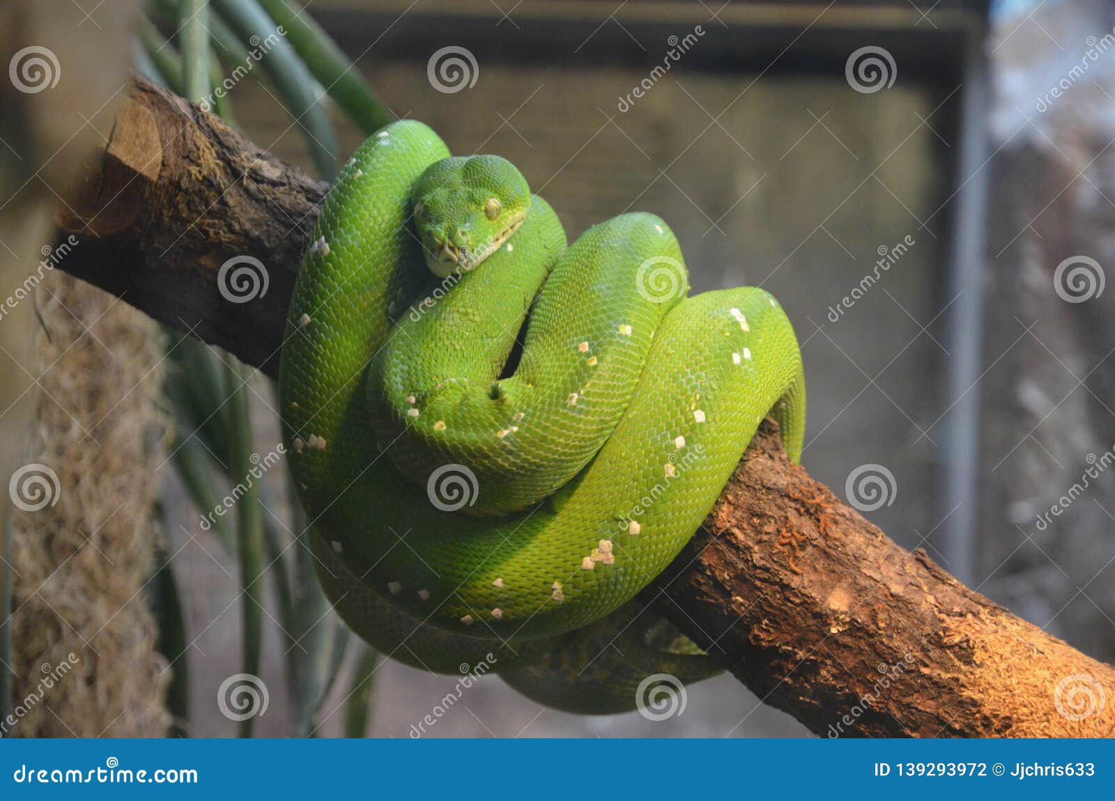 Green tree snake. Captive. stock photo. Image of tree - 139293972