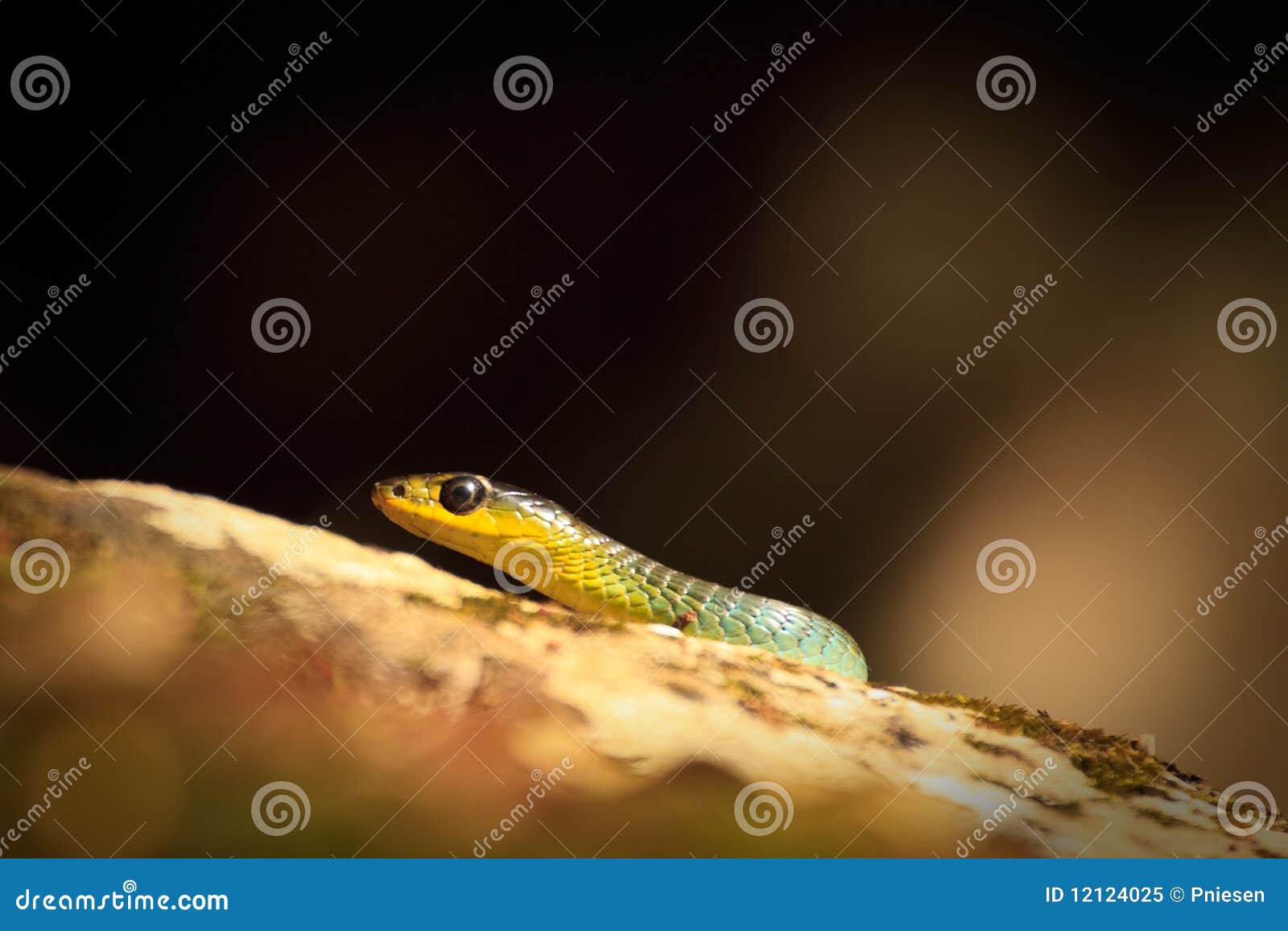 Green Tree Snake, Dendrelaphis Punctulatus Stock Image - Image of ...