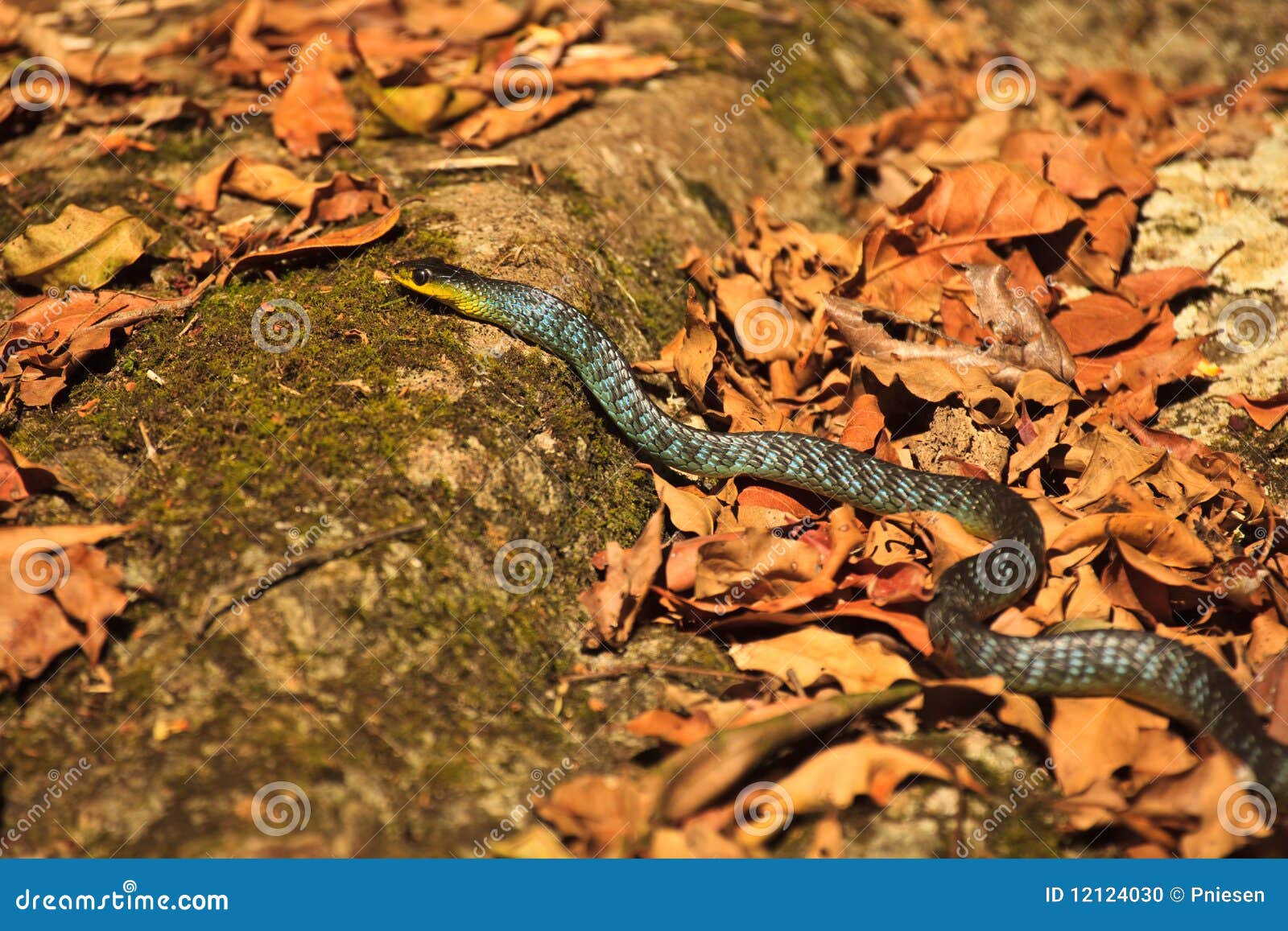 Green Tree Snake, Dendrelaphis Punctulatus, Stock Photo - Image of ...