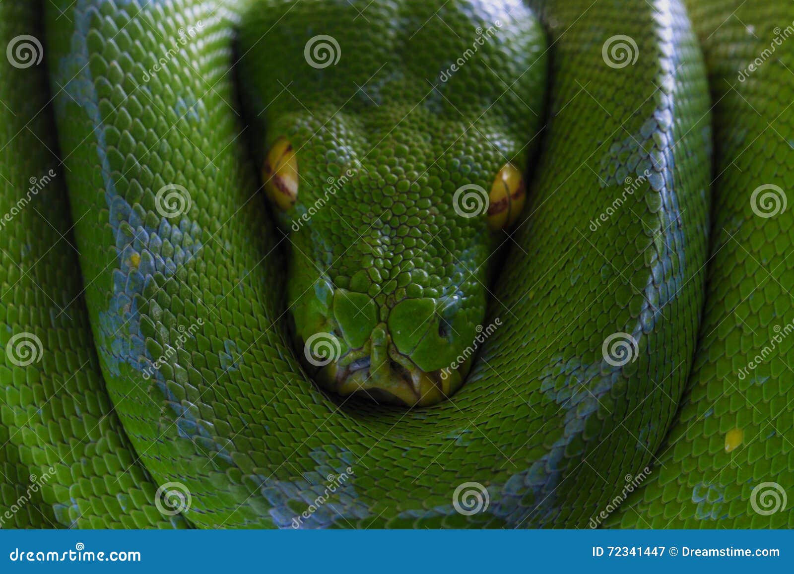 Green Tree Snake stock image. Image of hijau, binatang - 72341447
