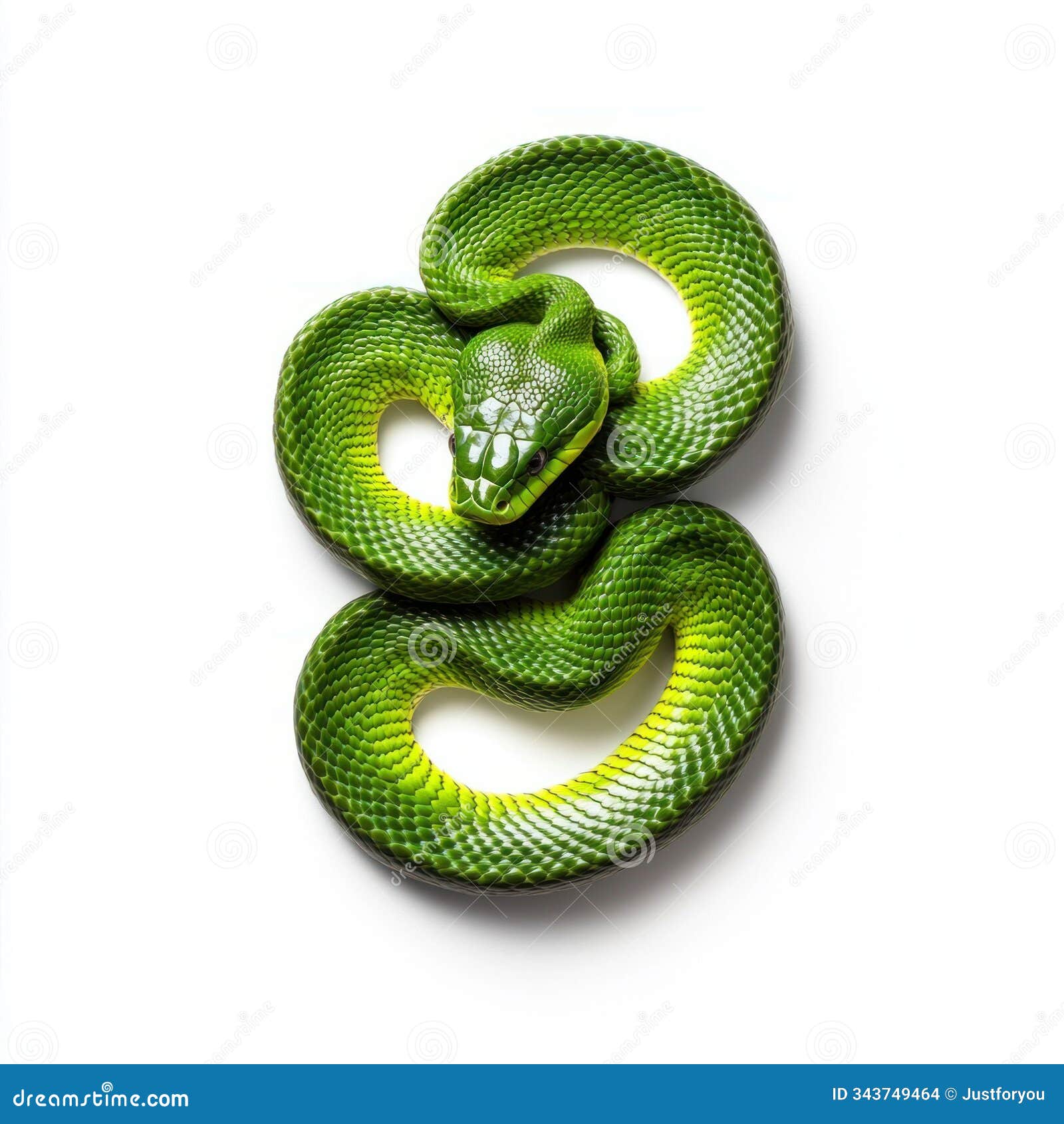 Green Tree Snake on White Background Stock Illustration - Illustration ...