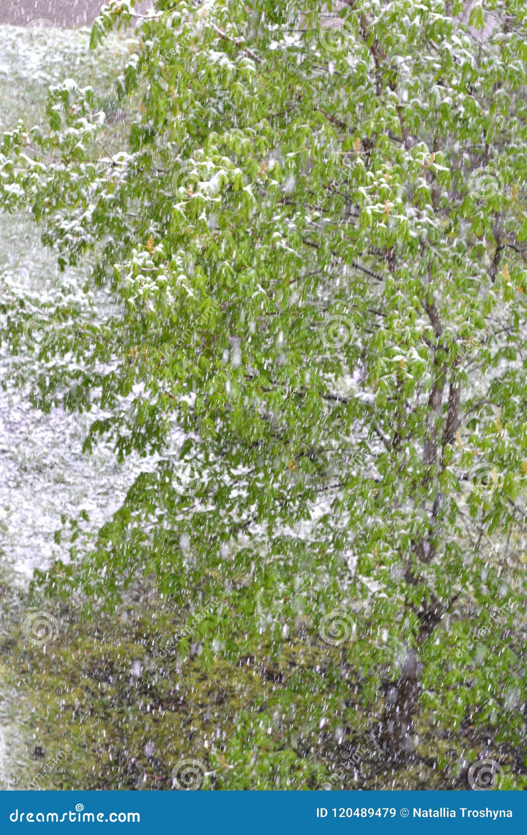 Green Tree in Snow Texture Background Stock Image - Image of winter ...