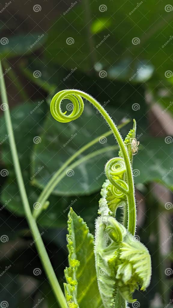 Green Tree Spider Spring Leves Stock Photo - Image of spring, spider ...