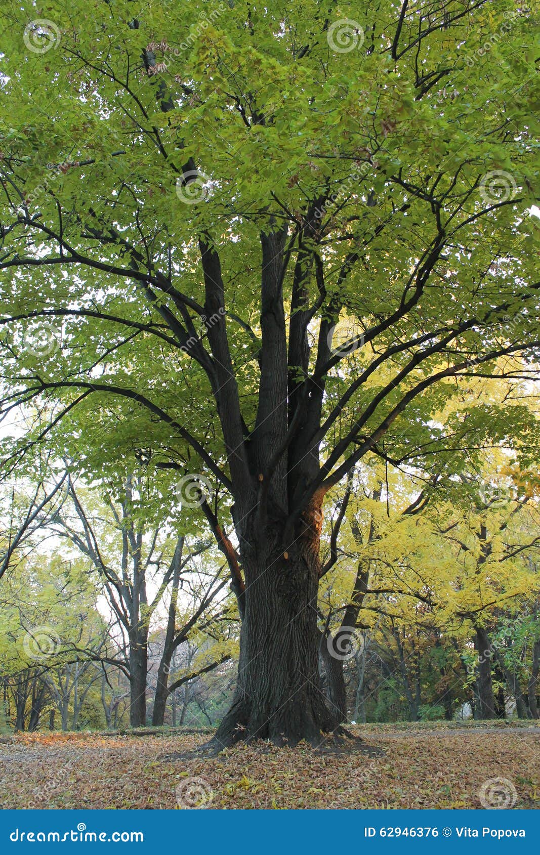 The green tree stock photo. Image of garden, ukraine - 62946376