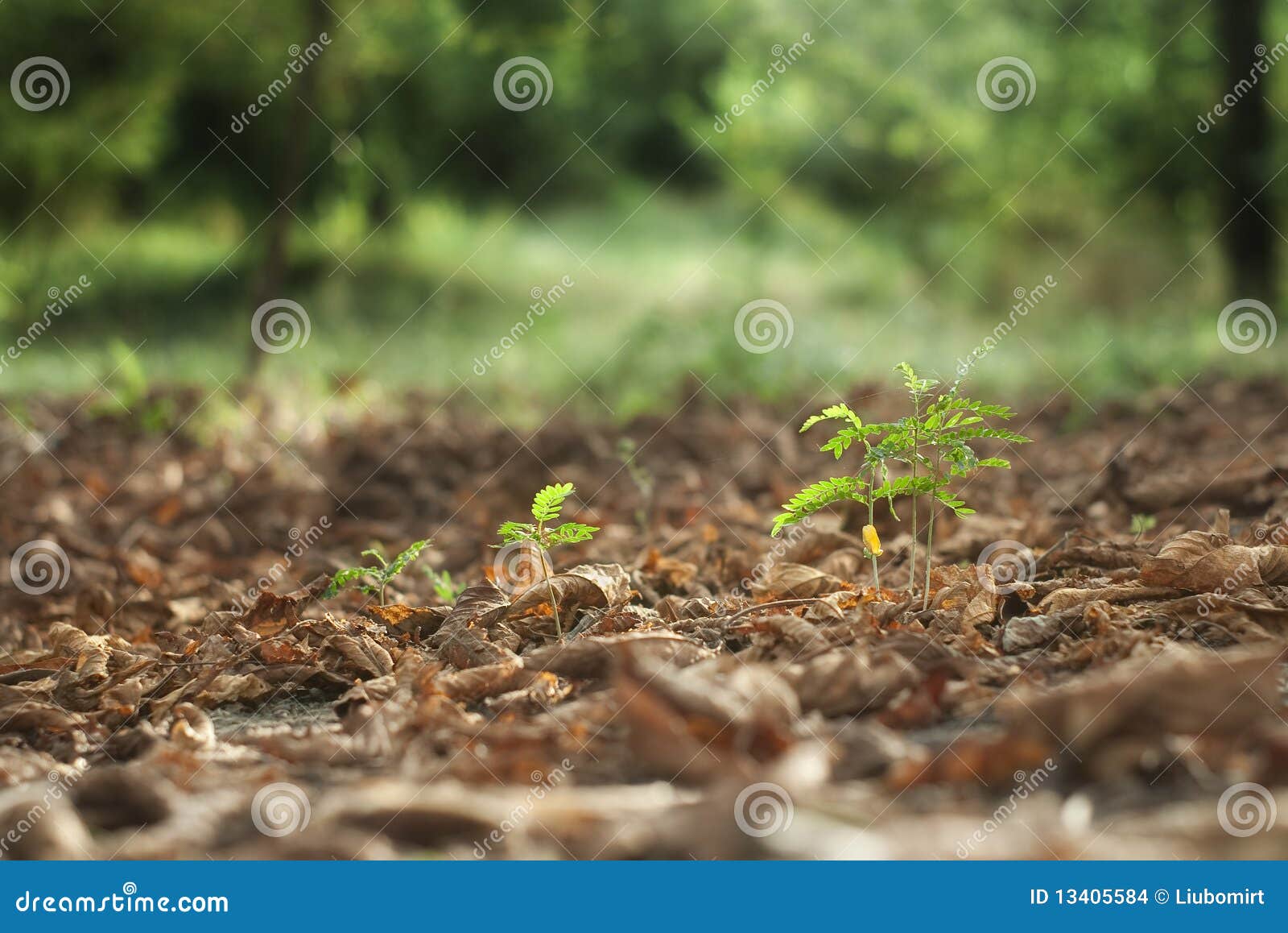 Green tree sprout growing stock photo. Image of acacia - 13405584