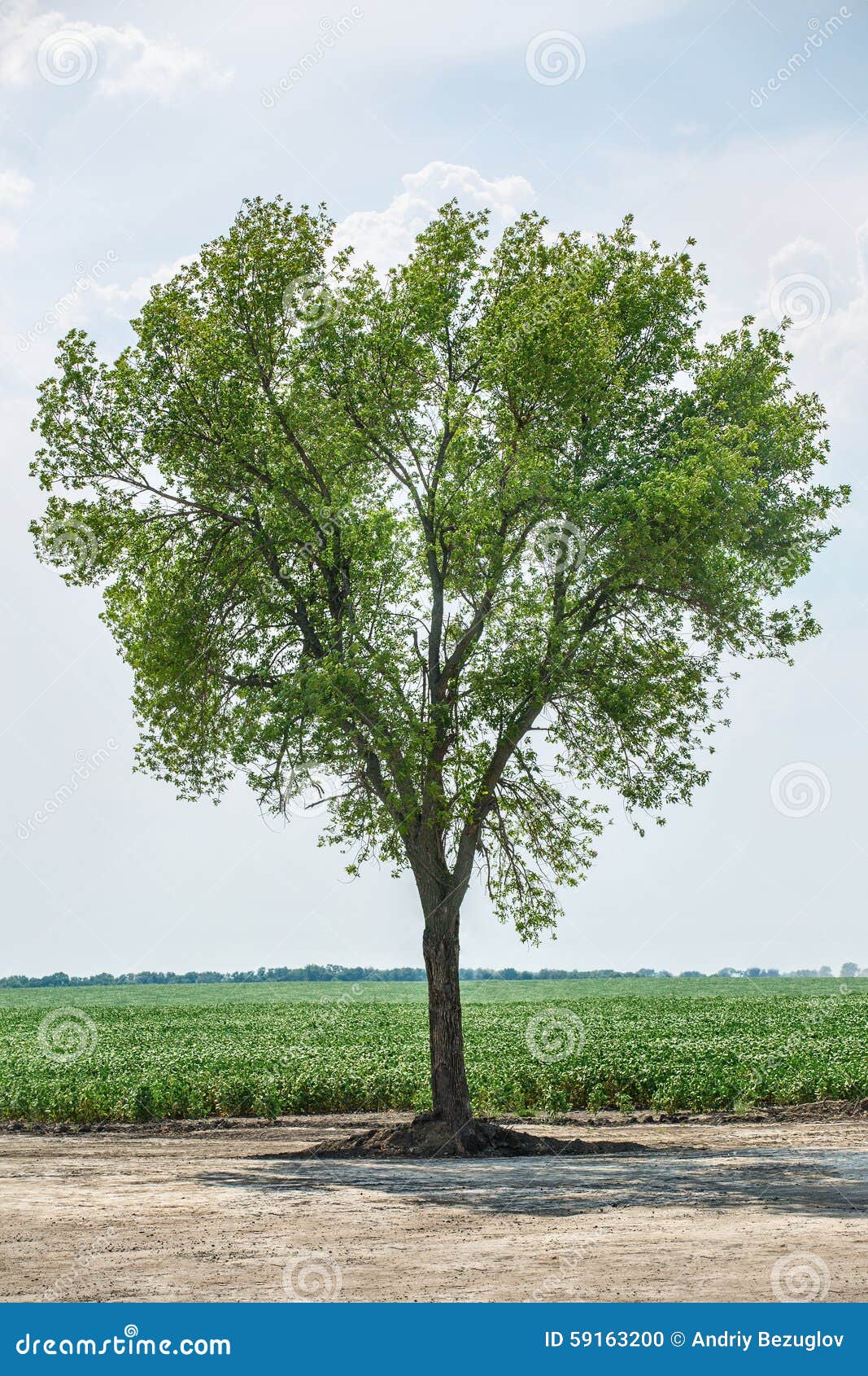 Green tree standing alone stock photo. Image of beautiful - 59163200