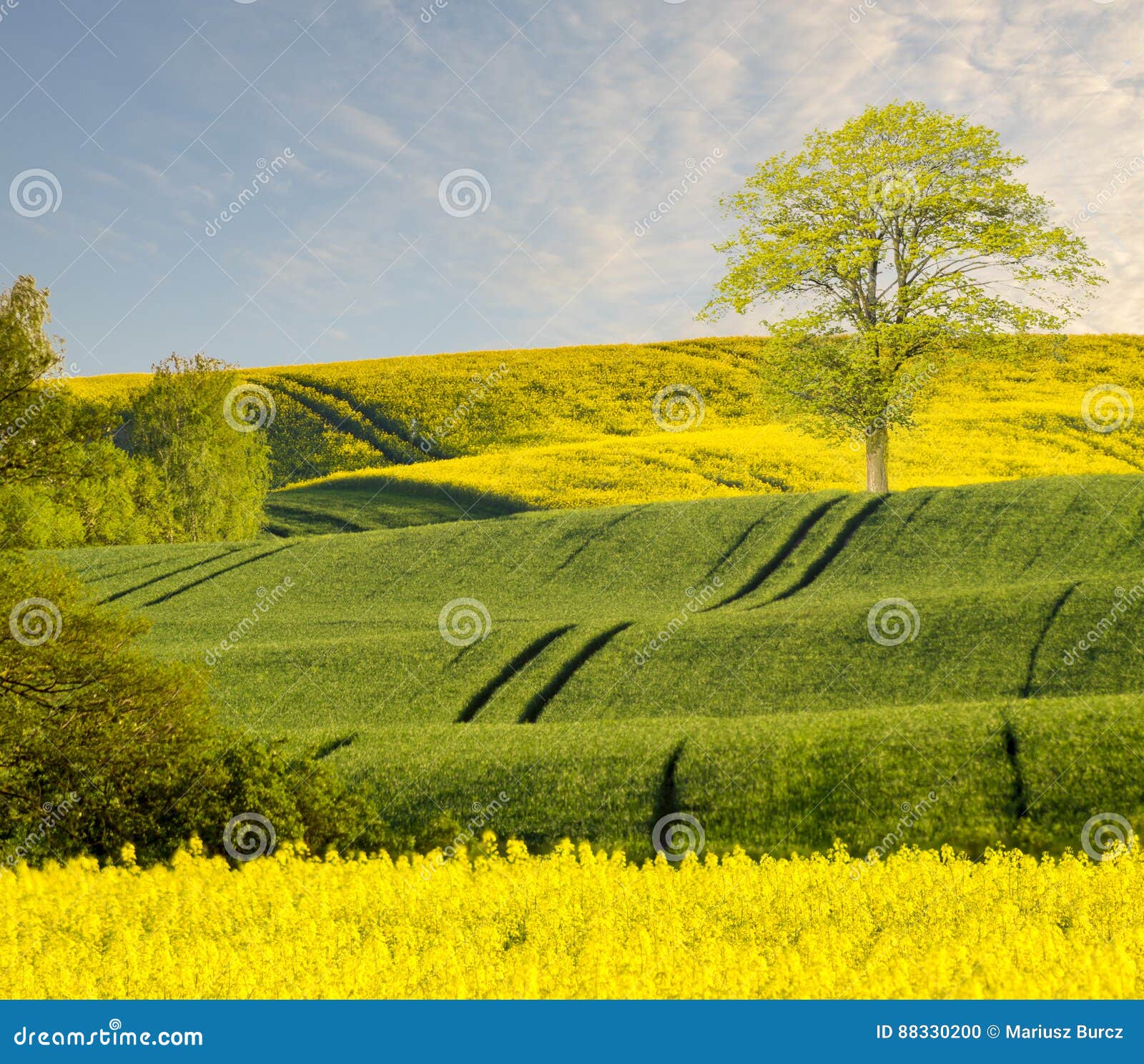 Green Tree Standing Alone on a Spring Field Stock Photo - Image of ...