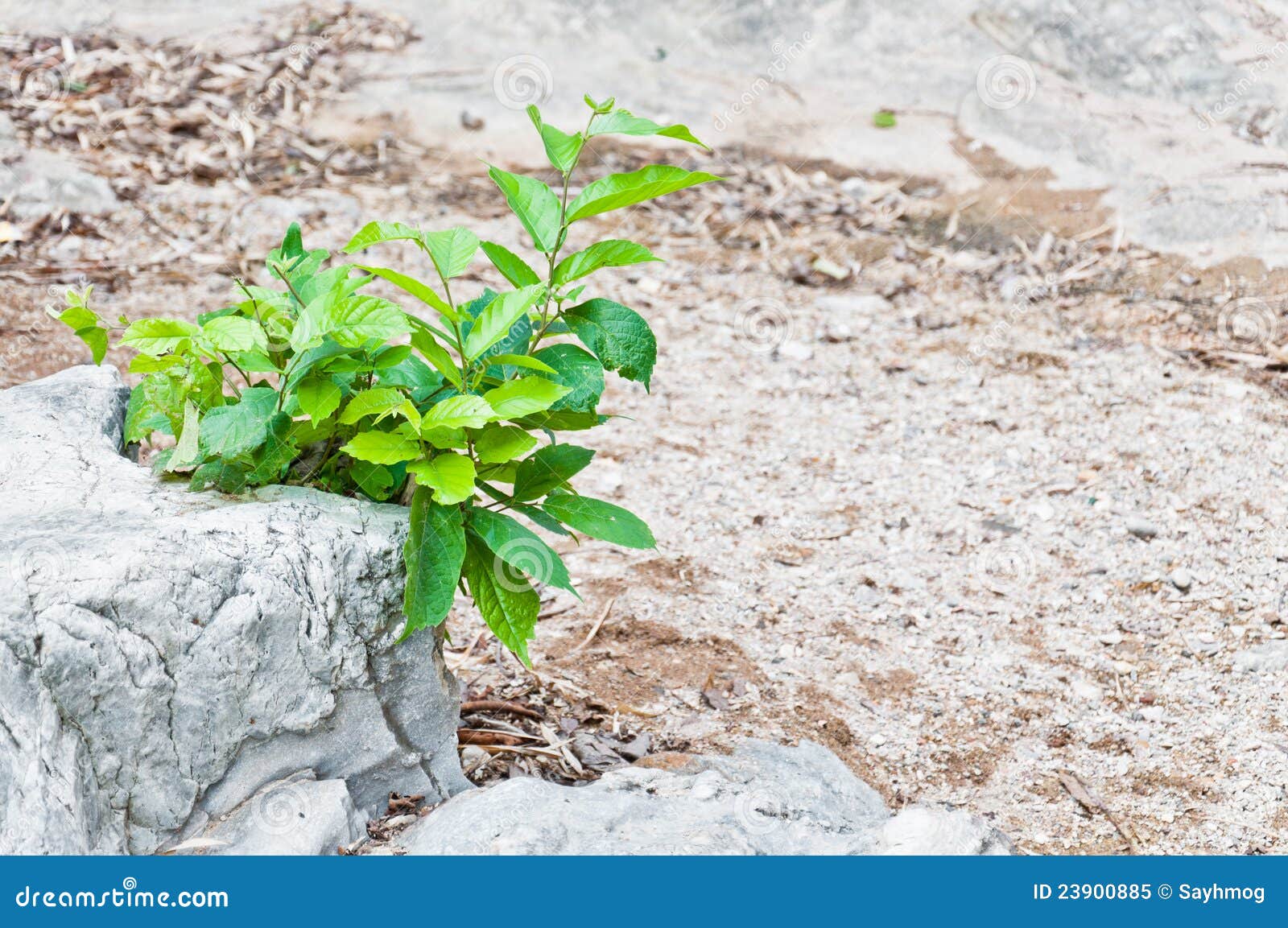 Green tree on the stone stock image. Image of rock, natural - 23900885