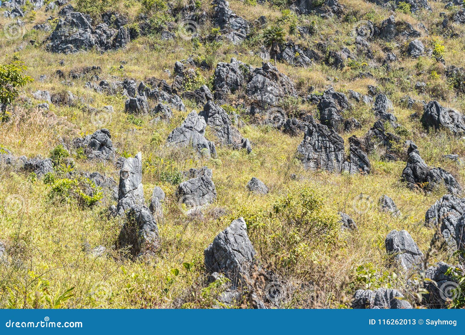 Green Tree and Stone in the Mountain Landscape. Stock Image - Image of ...