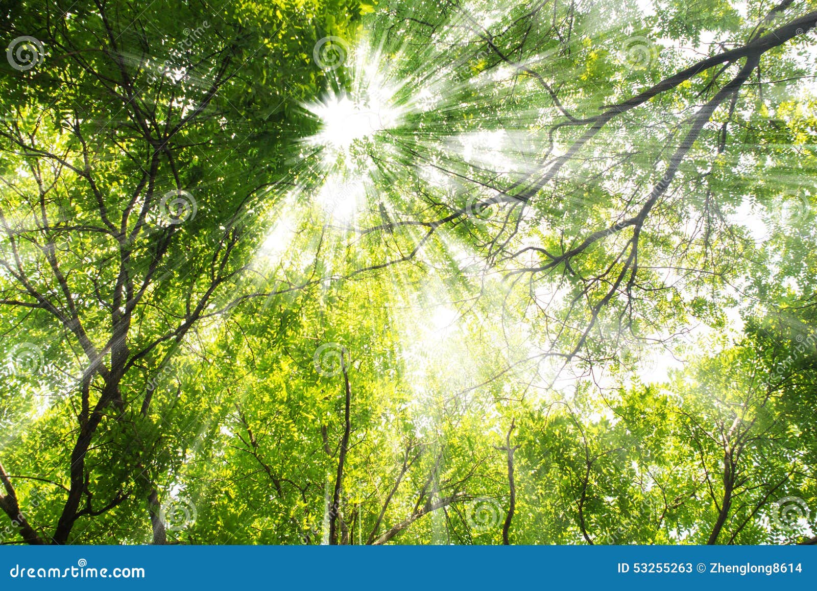 Green tree in the summer stock image. Image of conservation - 53255263