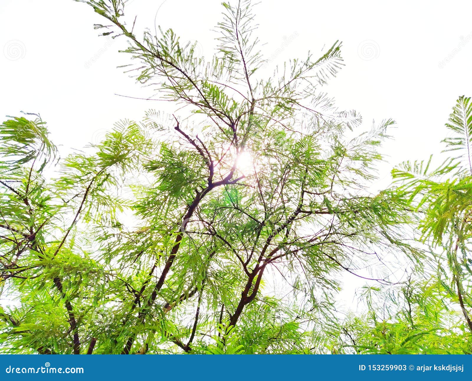 Green Tree with Sun Light Rays through Forest Tree Stock Image - Image ...