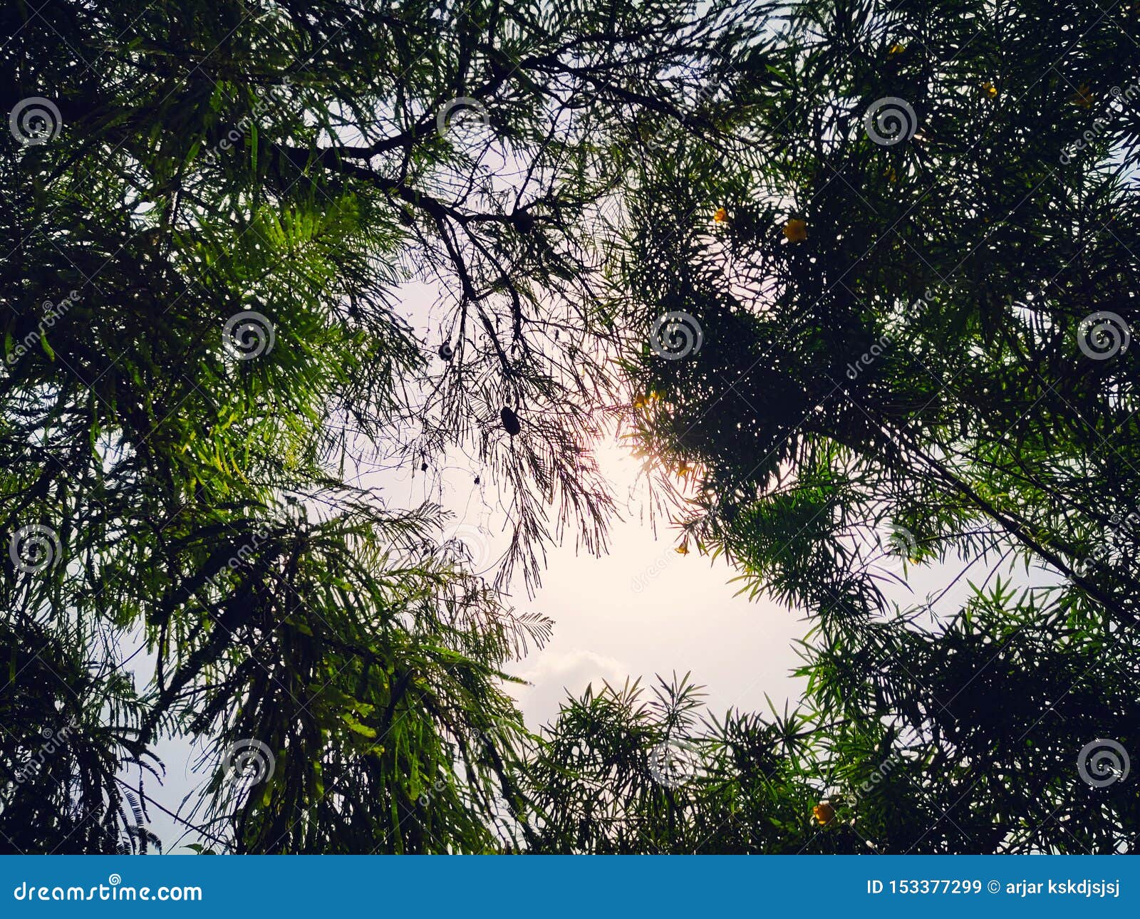 Green Tree with Sun Light Rays through Forest Tree Stock Image - Image ...