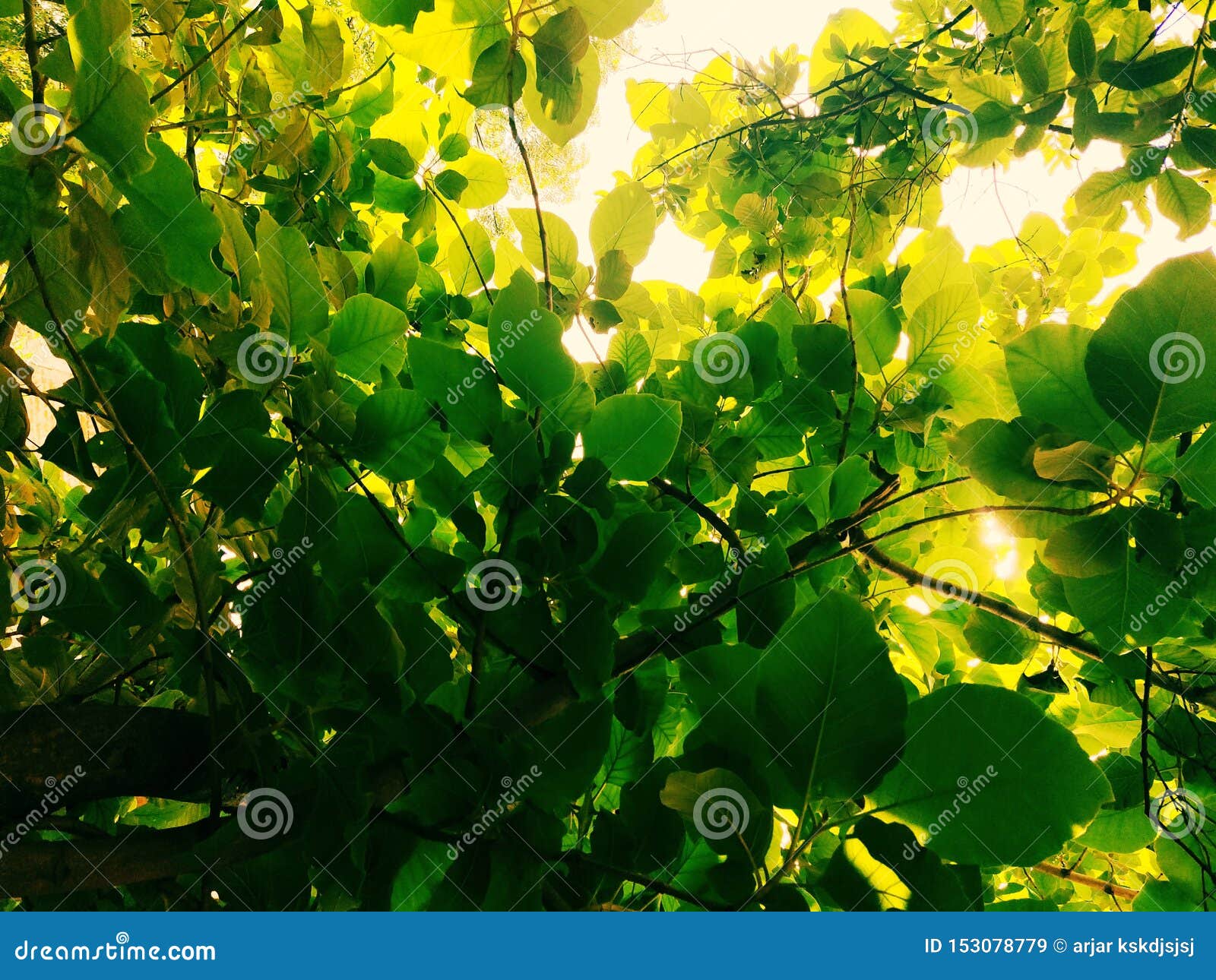 Sun Light Rays through Forest Tree. Stock Image - Image of green ...