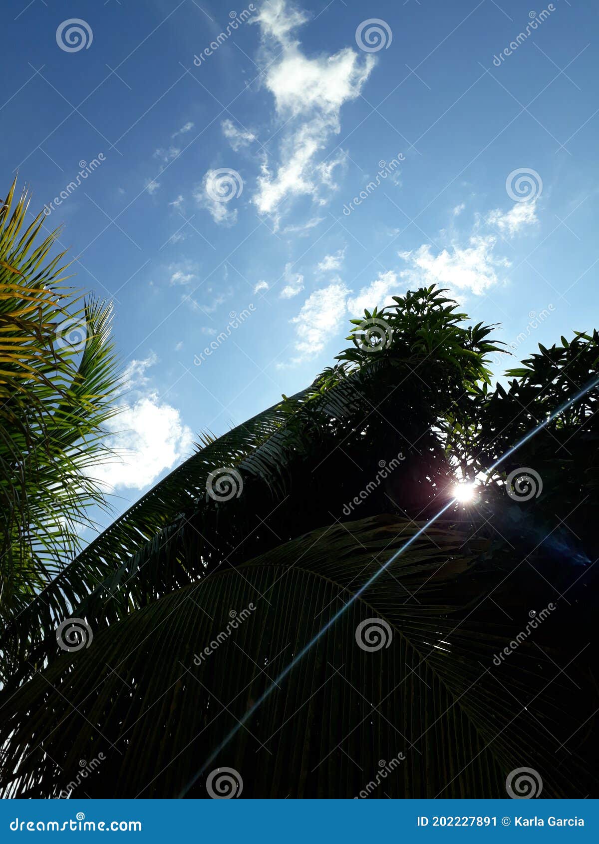Green tree, sun ray stock image. Image of leaf, flower - 202227891