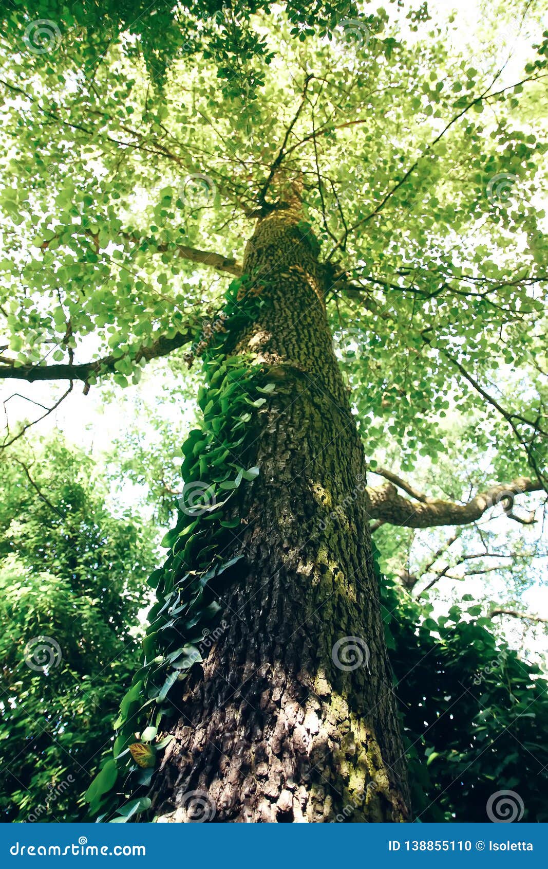 Green tree in sunlight. stock photo. Image of winding - 138855110