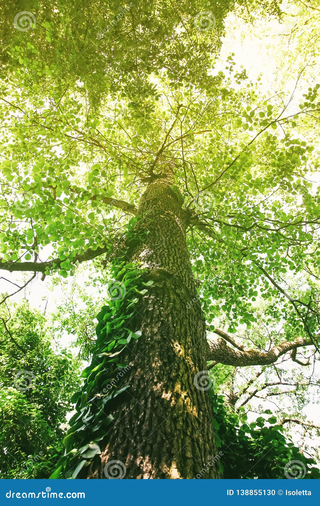 Green tree in sunlight. stock photo. Image of nature - 138855130