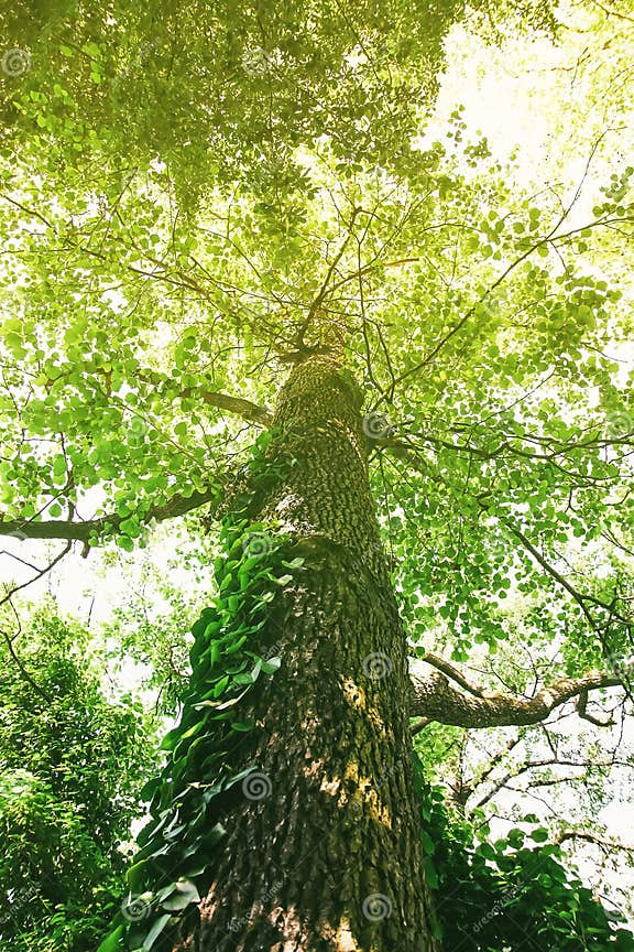 Green tree in sunlight. stock photo. Image of nature - 138855130
