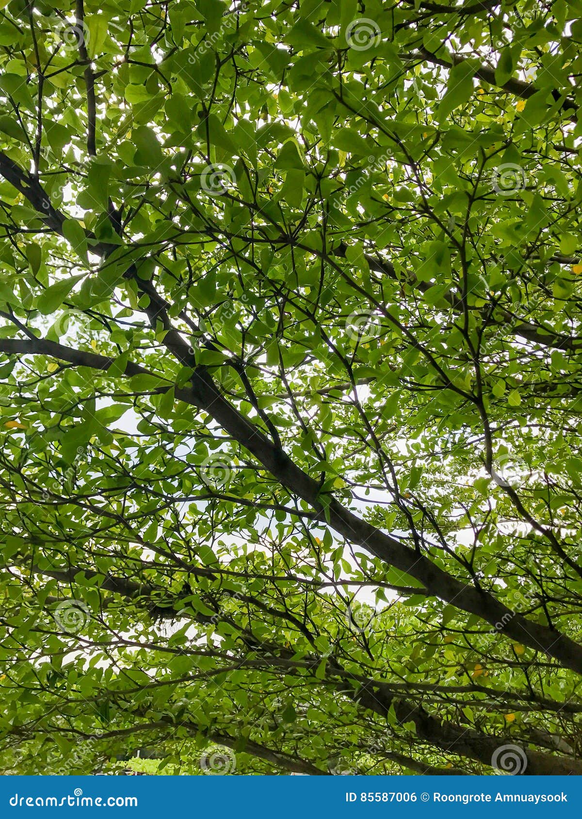 Green Tree Sunlight Background. Stock Photo - Image of outdoor, green ...