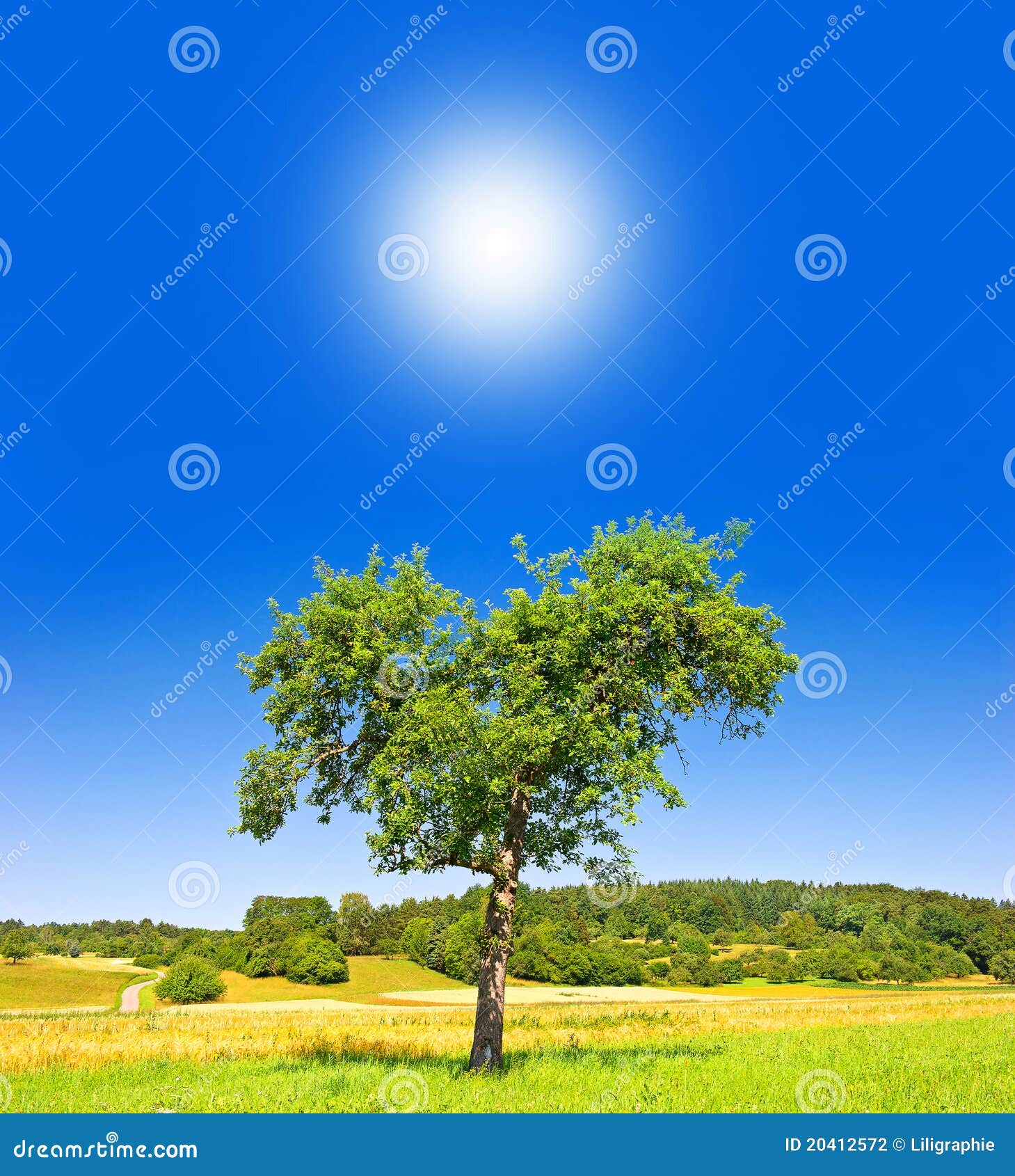 Green Tree on Sunny Blue Sky Stock Photo - Image of meadow, sunlight ...