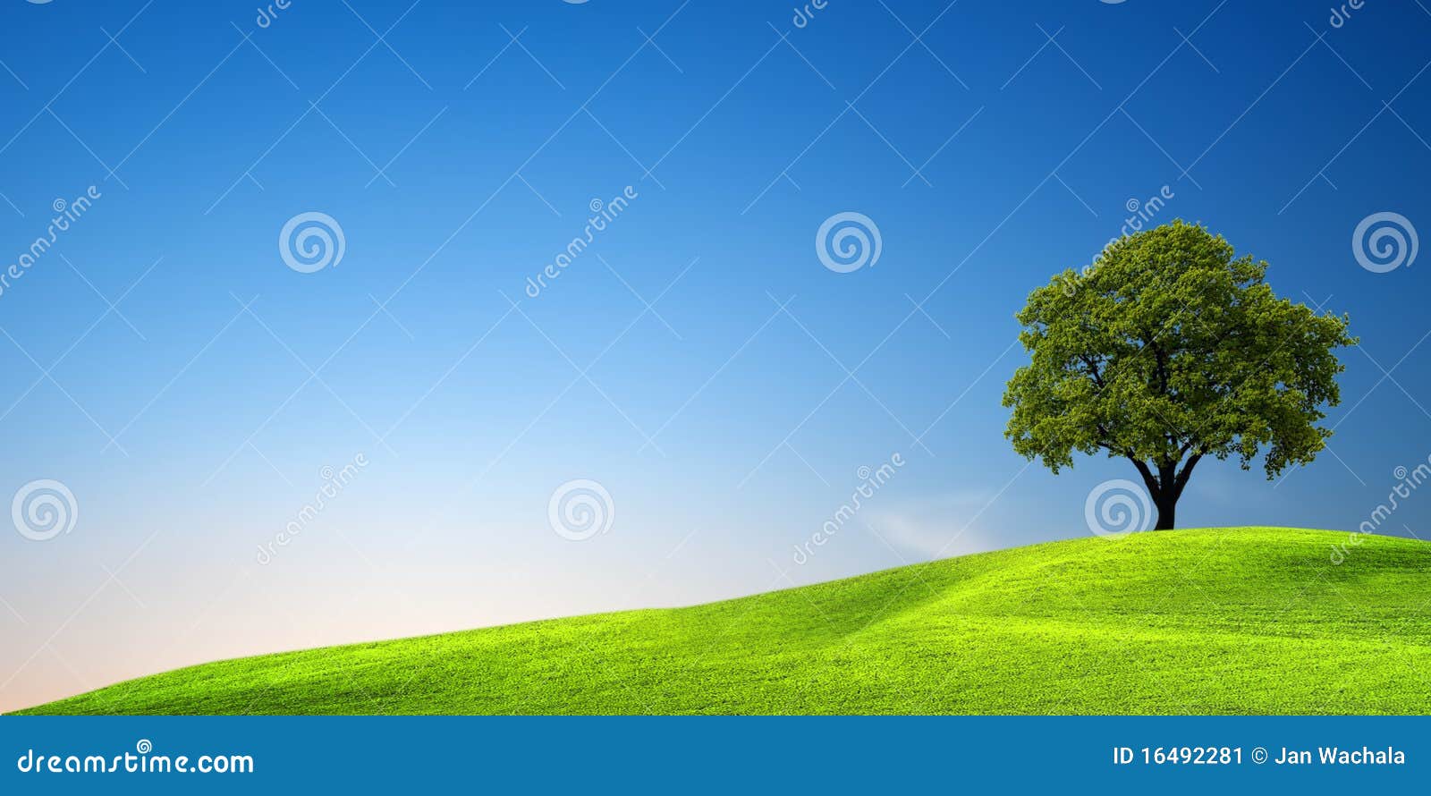 Green tree at sunset stock image. Image of lawn, environment - 16492281