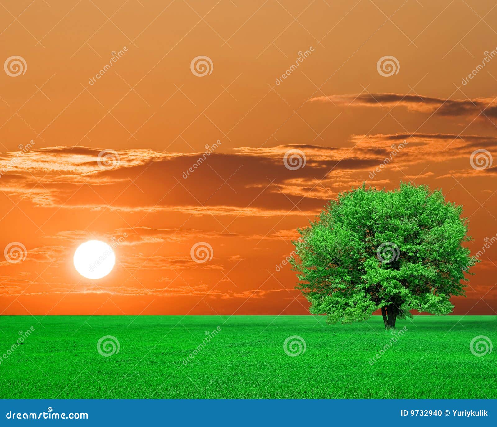 Green tree on sunset stock photo. Image of clouds, ecology - 9732940