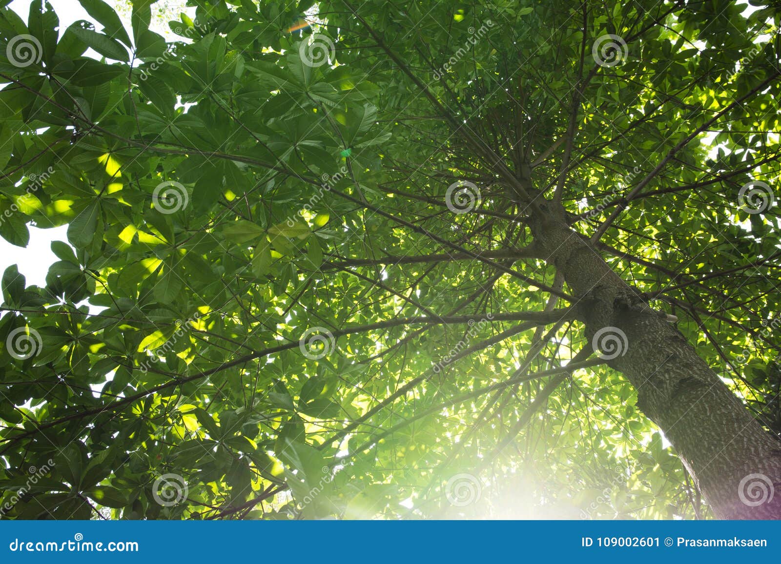 Green tree stock image. Image of environment, daylight - 109002601