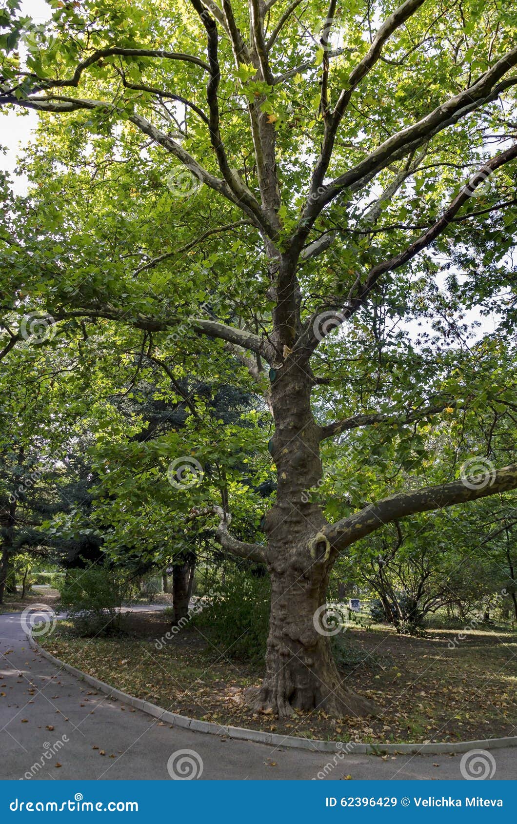 Sycamore & X28;Acer Pseudoplatanus& X29; Tree In Winter With Rainbow ...