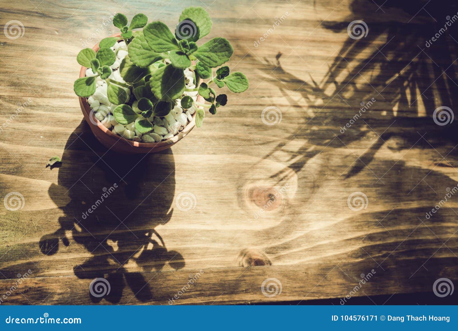 Green tree on the table stock image. Image of interior - 104576171