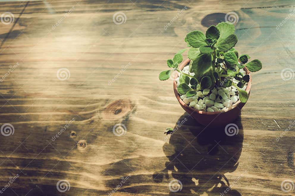 Green tree on the table stock image. Image of orange - 104576353