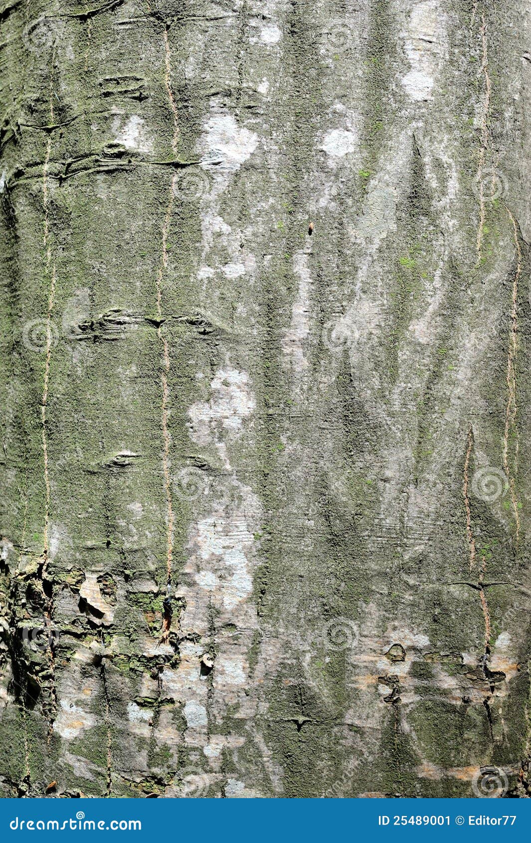 Green tree texture stock image. Image of tree, background - 25489001
