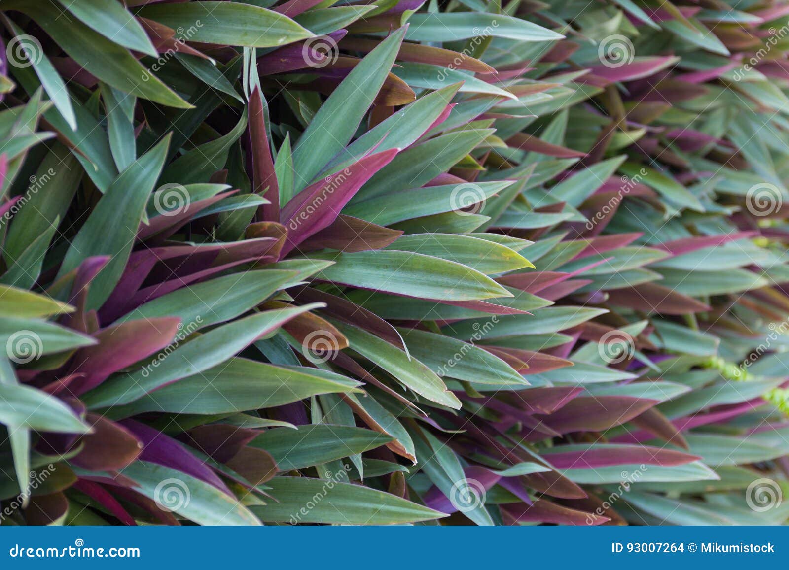 Green tree texture. stock photo. Image of line, clear - 93007264
