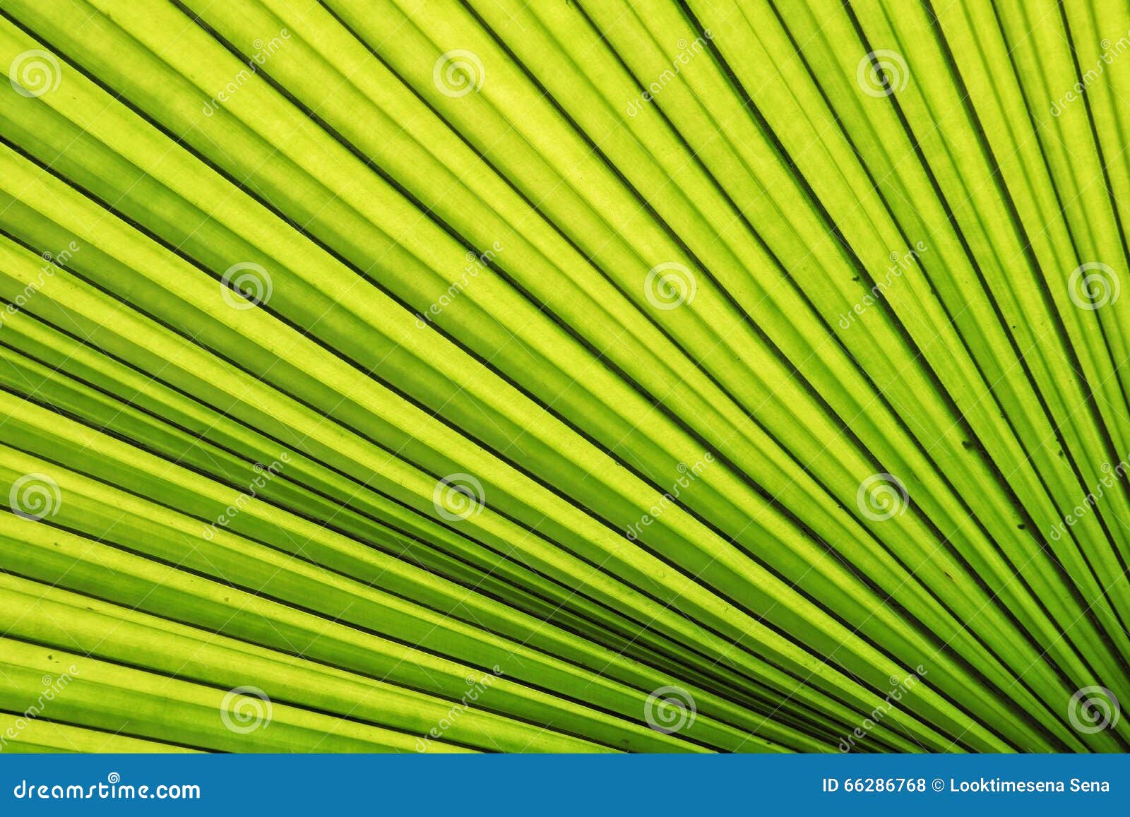 Green tree stock photo. Image of green, line, tree, texture - 66286768
