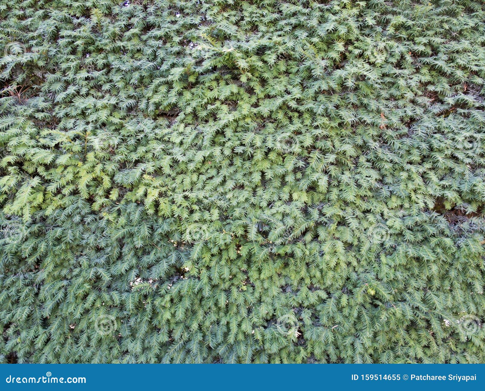 Green Tree Texture and Wallpaper Stock Image - Image of blue, asia ...