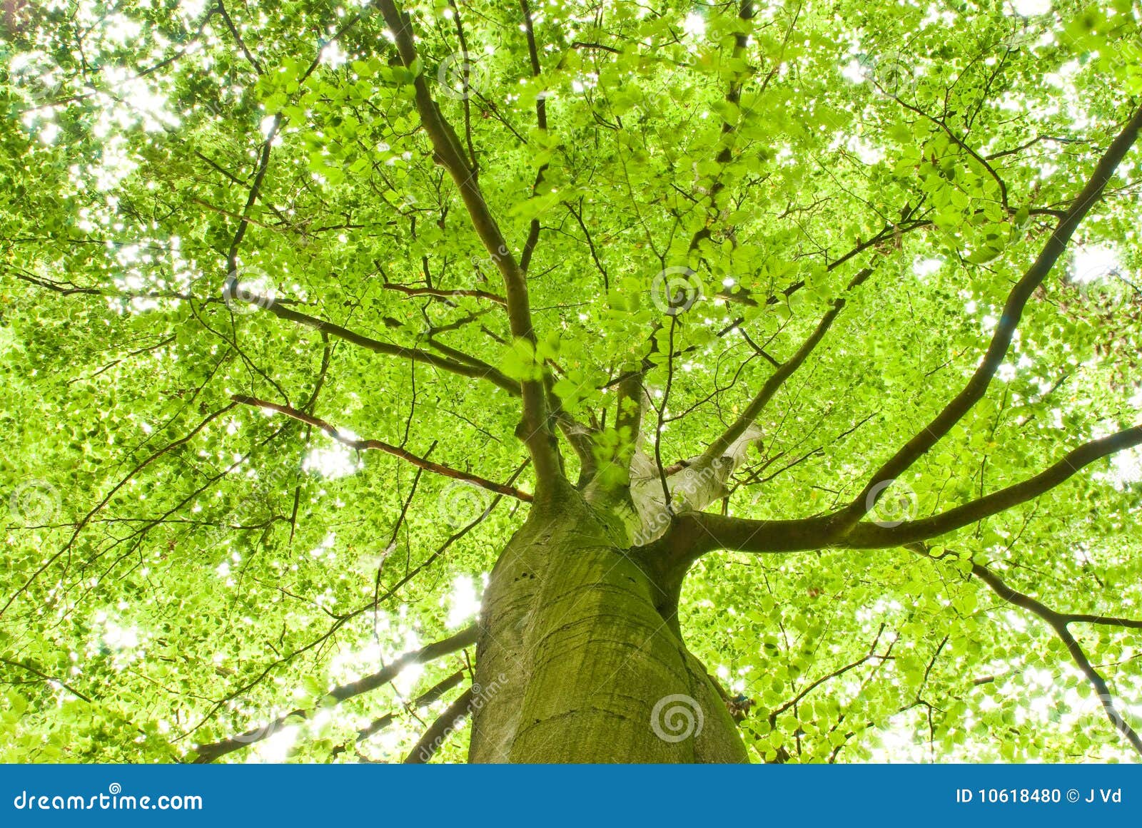 Green tree top stock photo. Image of environment, angle - 10618480