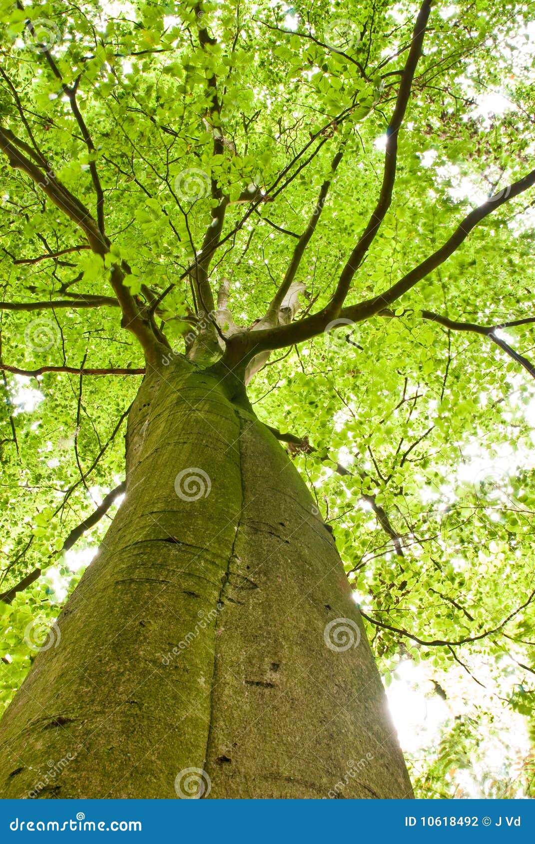Green tree top stock photo. Image of lush, leaves, organic - 10618492