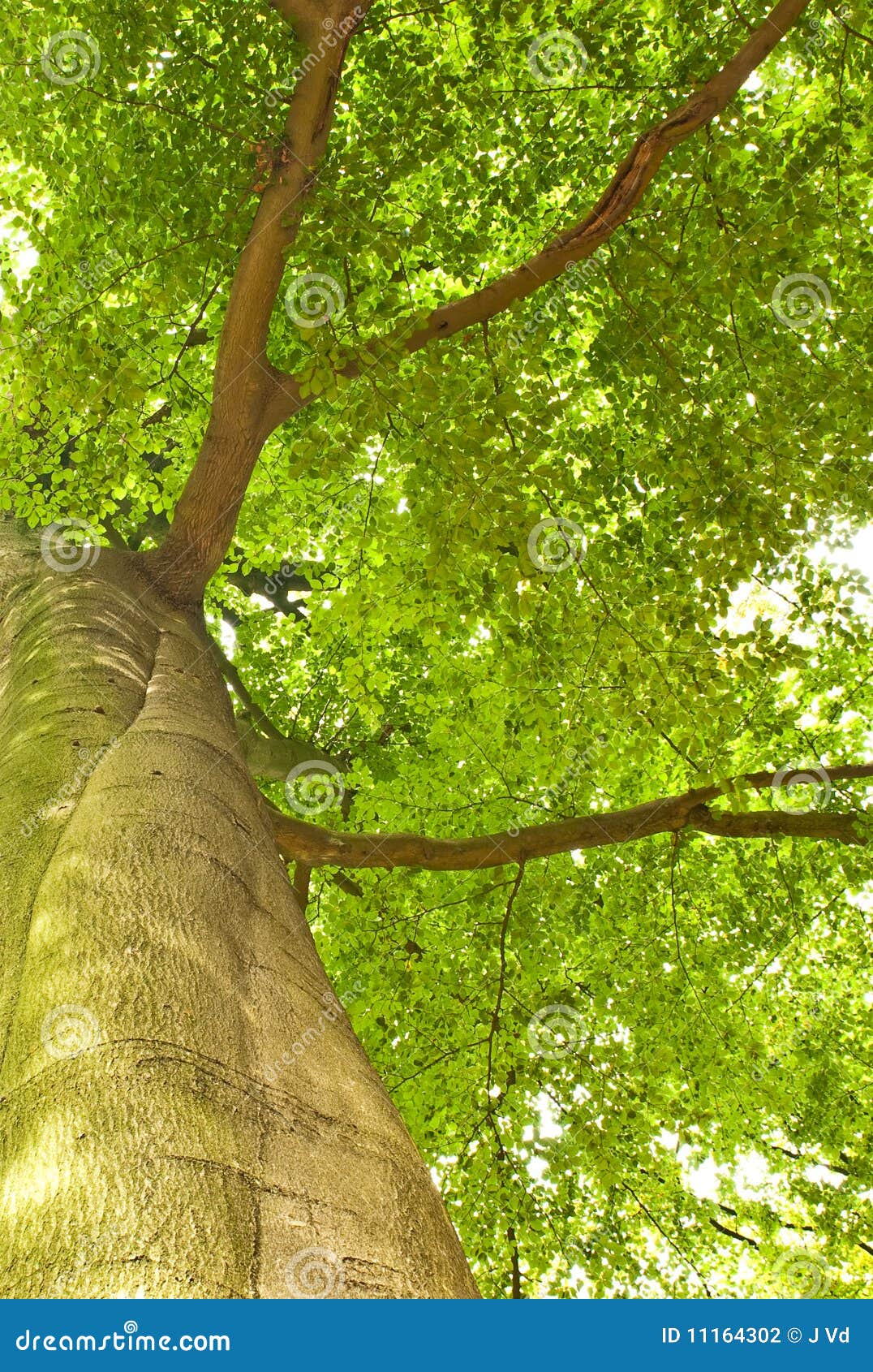 Green tree top stock photo. Image of outdoor, flora, landscape - 11164302