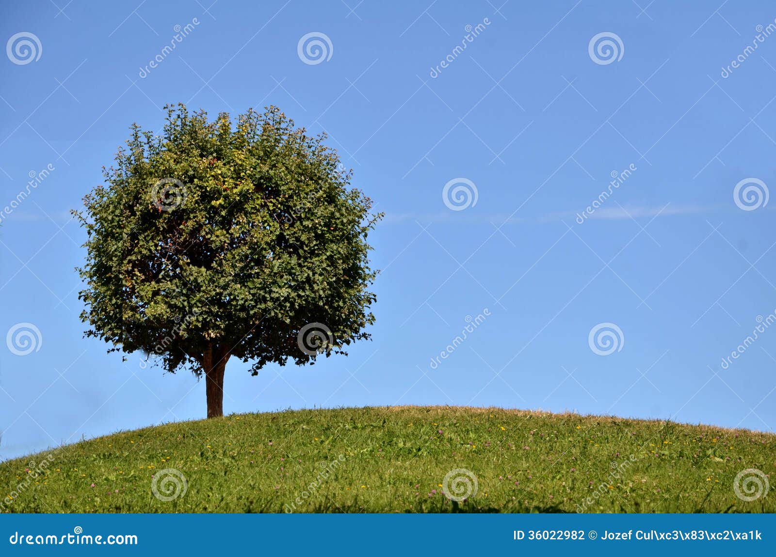 Green Tree on the Top of the Hill Stock Photo - Image of clean, idyllic ...