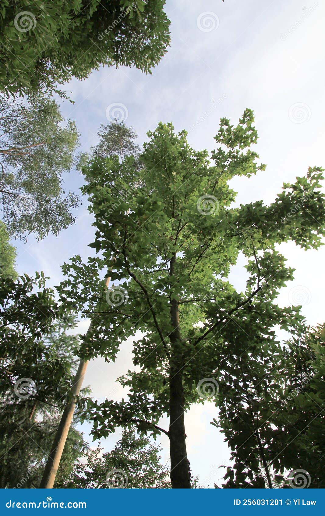 Green Tree Top Line Over Blue Sky and Clouds Background in Summer Stock ...