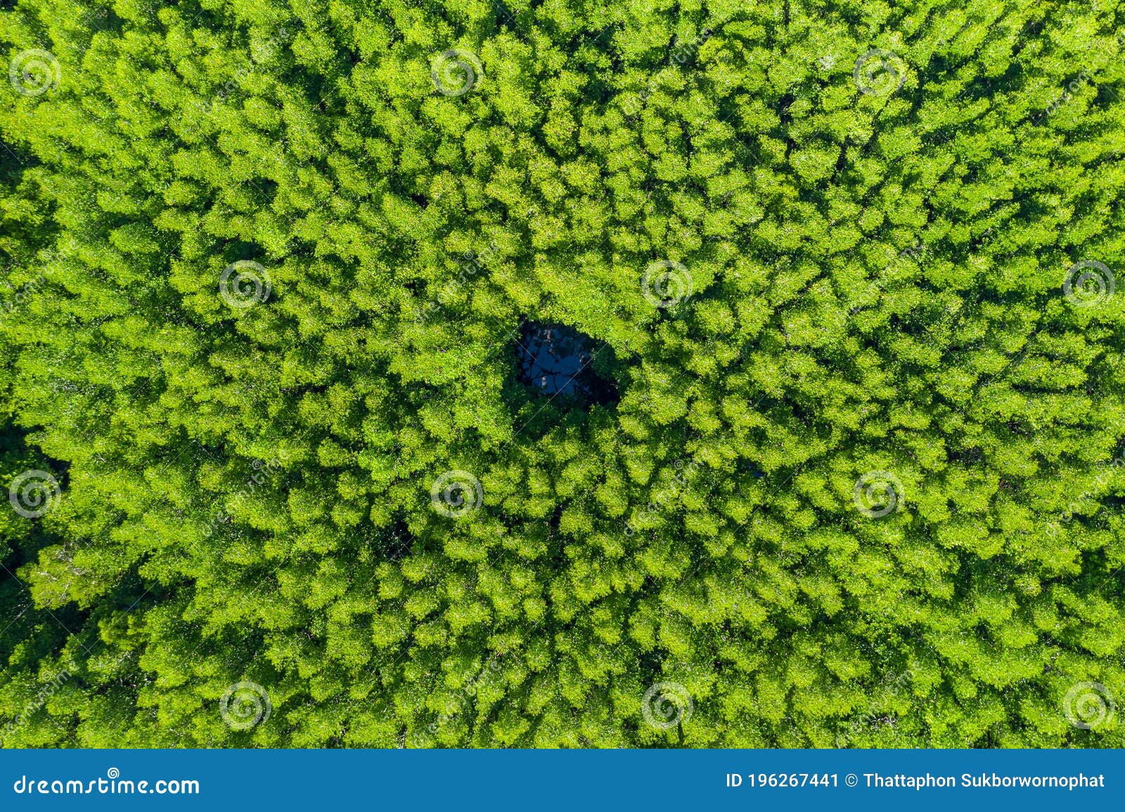 Green tree top view stock image. Image of perspective - 196267441