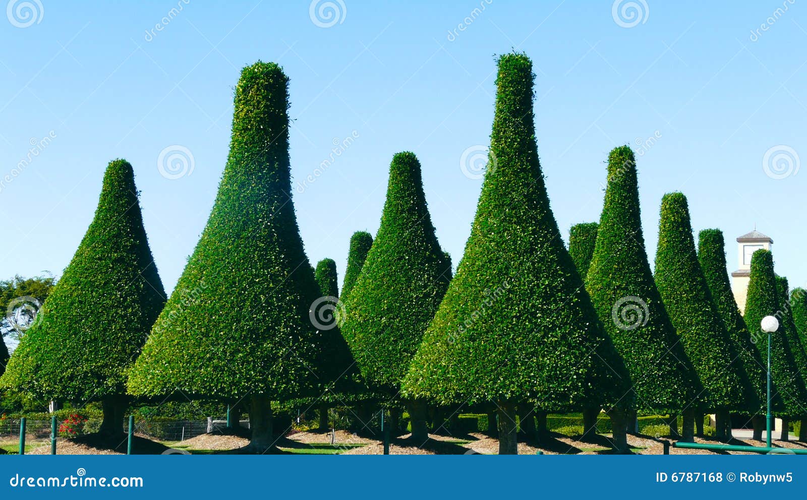 Green Tree Tops stock photo. Image of trim, landscape - 6787168