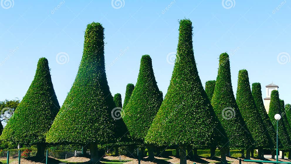 Green Tree Tops stock photo. Image of trim, landscape - 6787168
