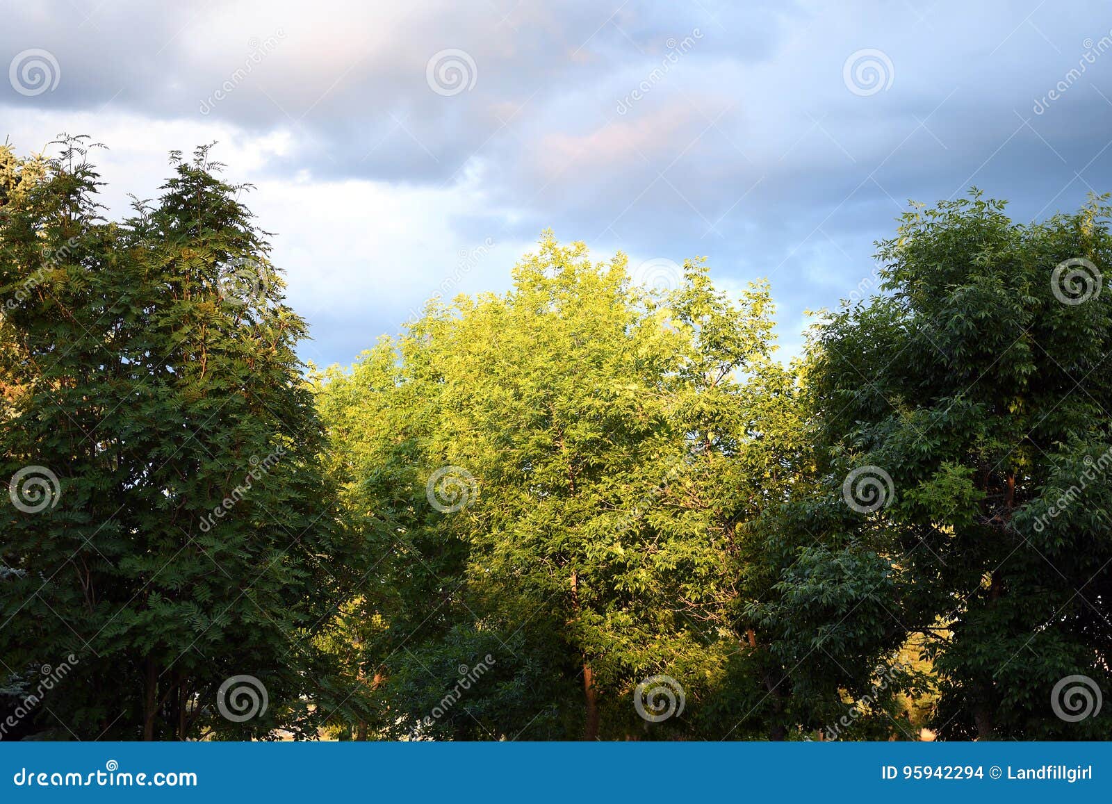 Green Tree Tops Background stock photo. Image of scenery - 95942294
