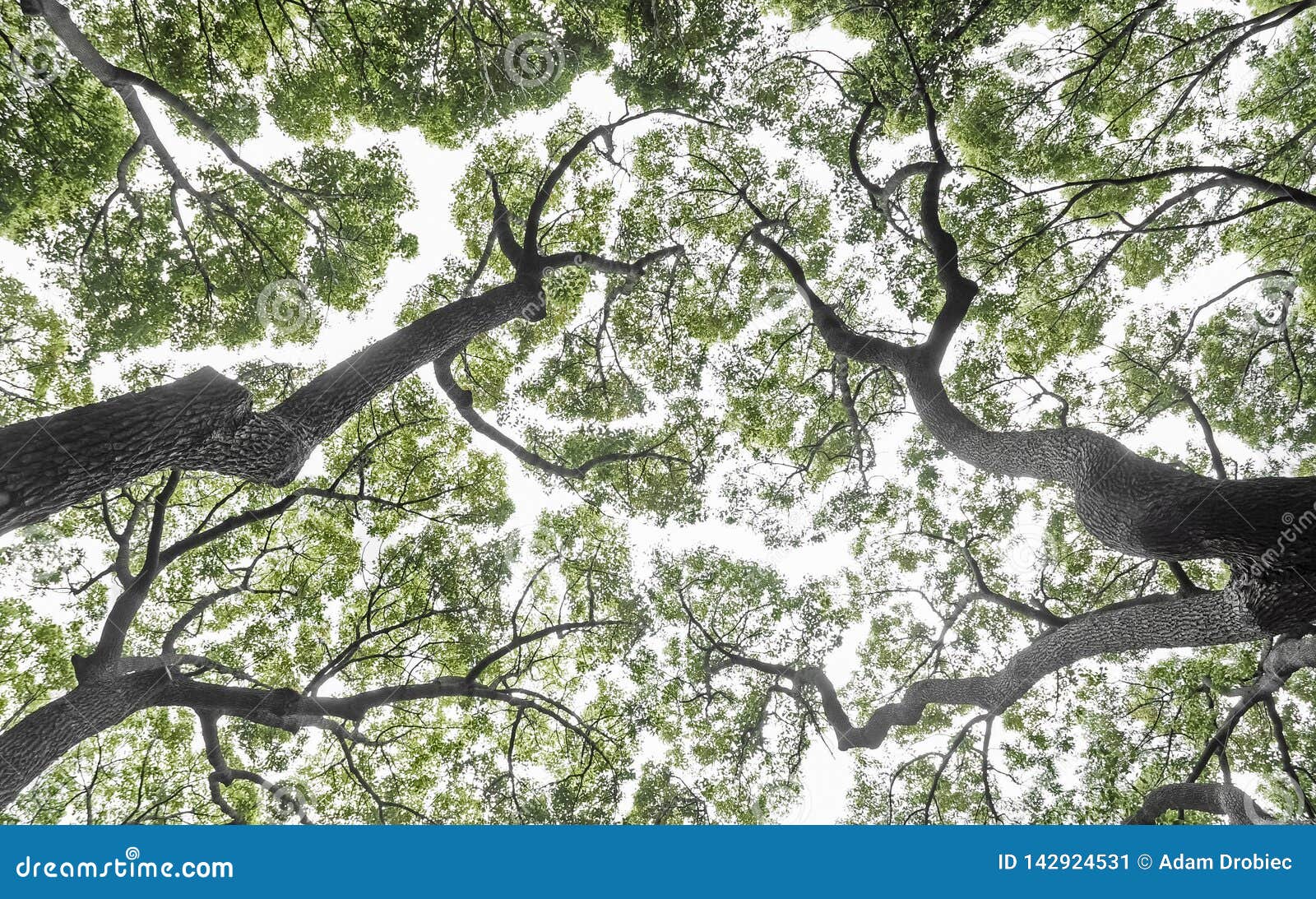 Green Tree Tops from Directly Below Stock Image - Image of nature ...