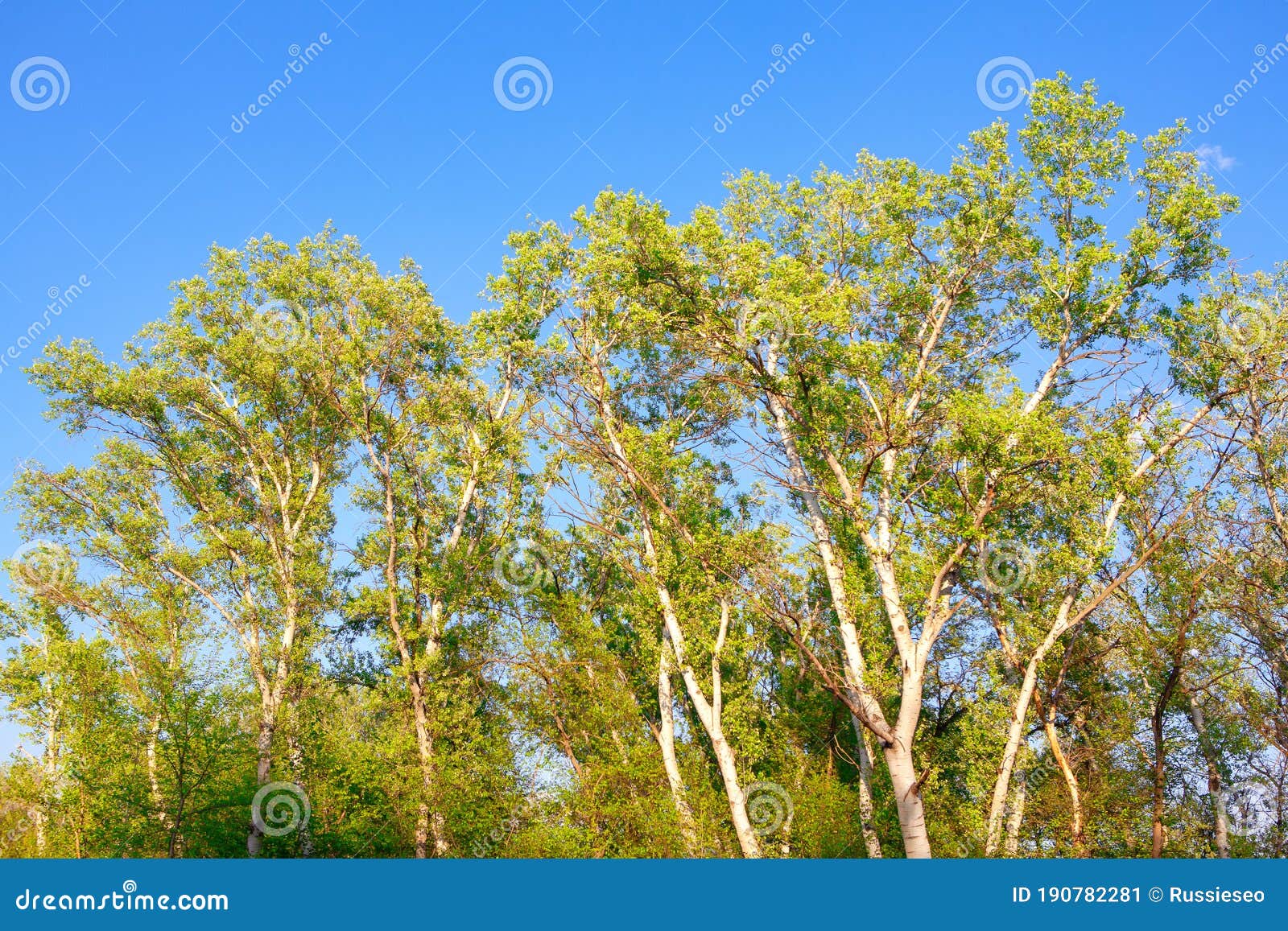 Green tree tops stock image. Image of forest, leaf, daytime - 190782281