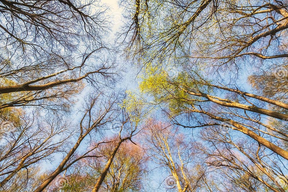 Green Tree Tops in Spring Forest Stock Photo - Image of branch, growth ...