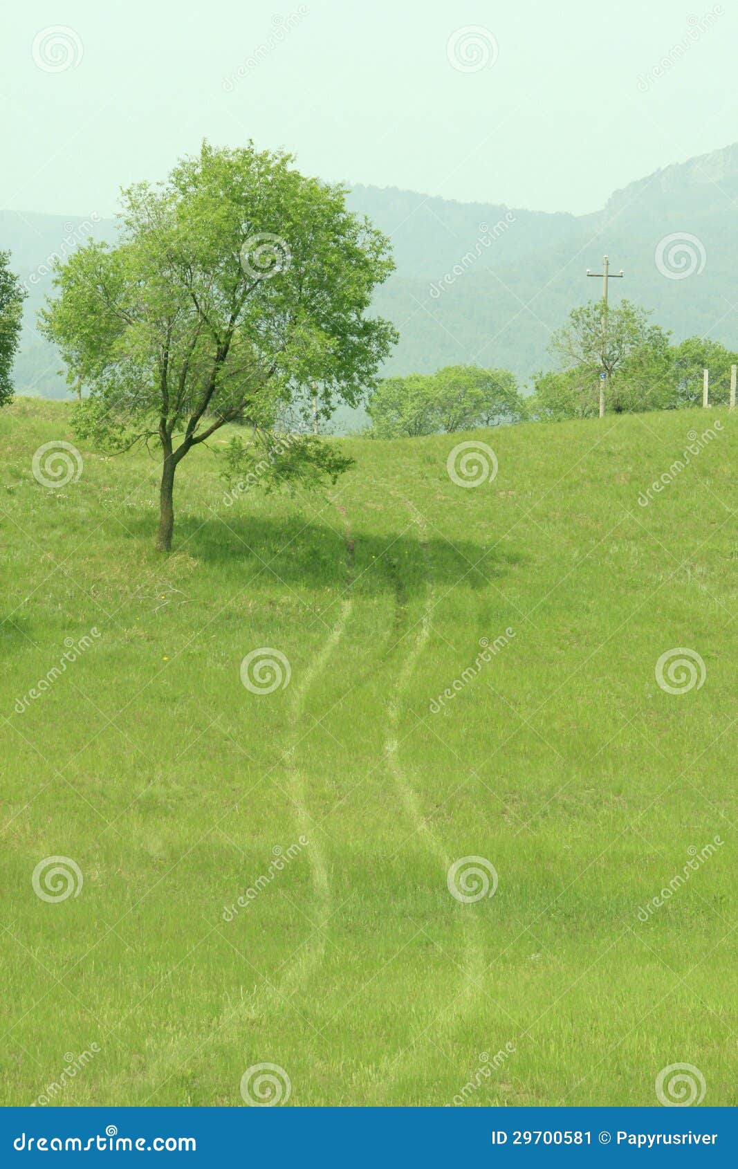 Tree and trace stock image. Image of green, tree, plant - 29700581