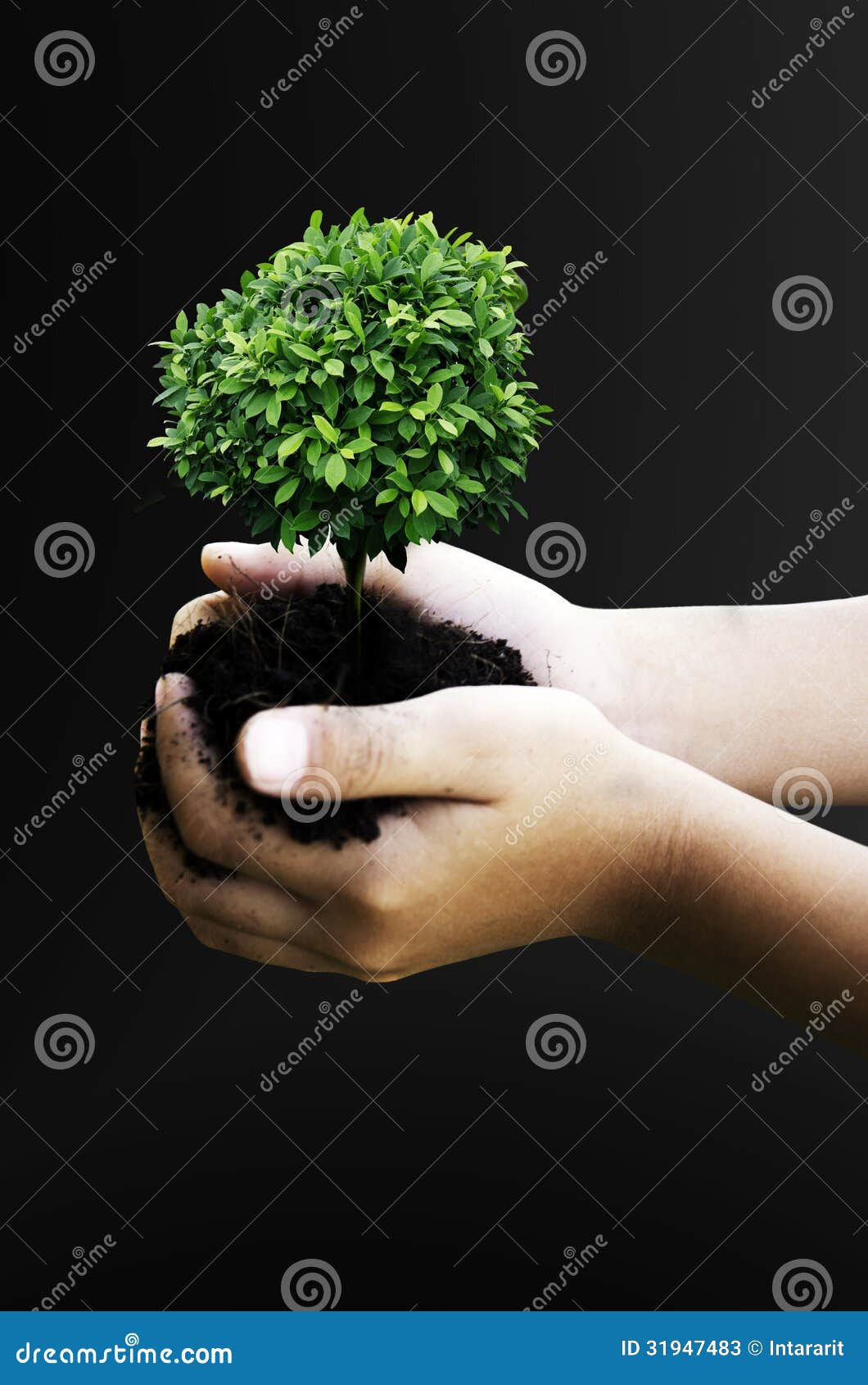 Green tree. stock image. Image of human, concept, healthy - 31947483